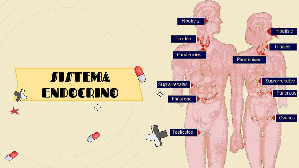 SISTEMA ENDOCRINO | katty Ramirez | uDocz