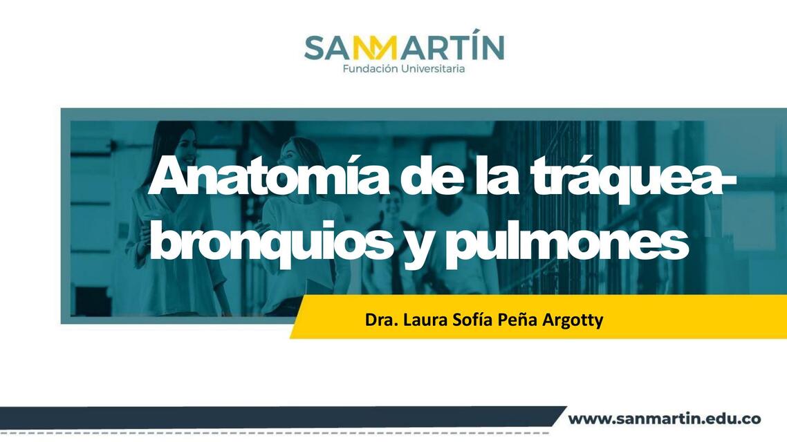 Flashcards de anatomia de traque y pulmones 1 | Por Tatiana | uDocz