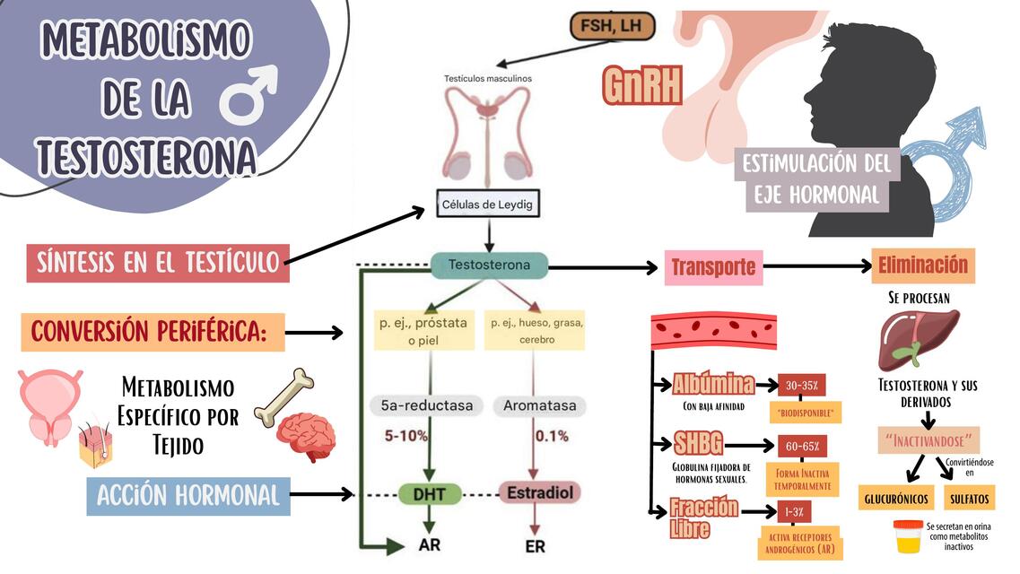 Metabolismo de la Testosterona | alu_xa | uDocz