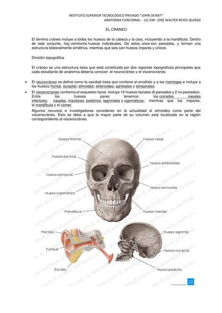 EL CRANEO TORAX COLUMA VERTEBRAL | Jose Walterr | uDocz