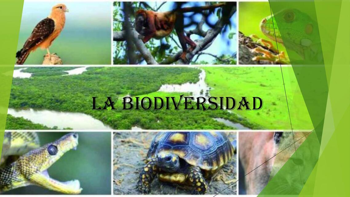 LA BIODIVERSIDAD | Lily Kiara | uDocz