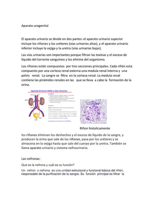 Aparato urogenital | Anderson | uDocz