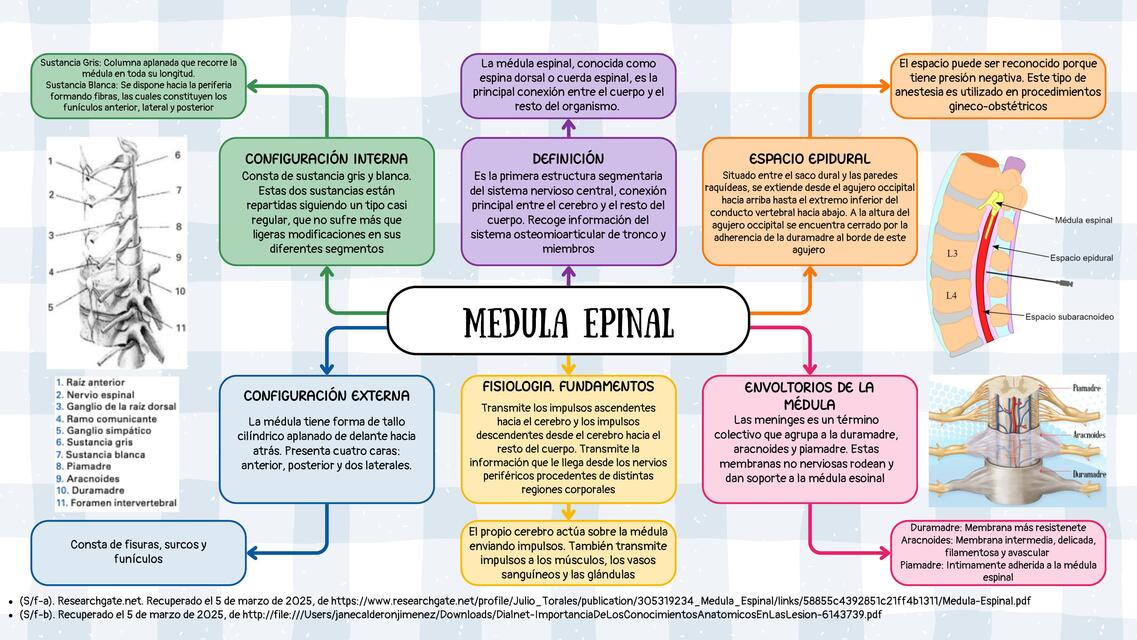 Medula Espinal | Cabo | uDocz
