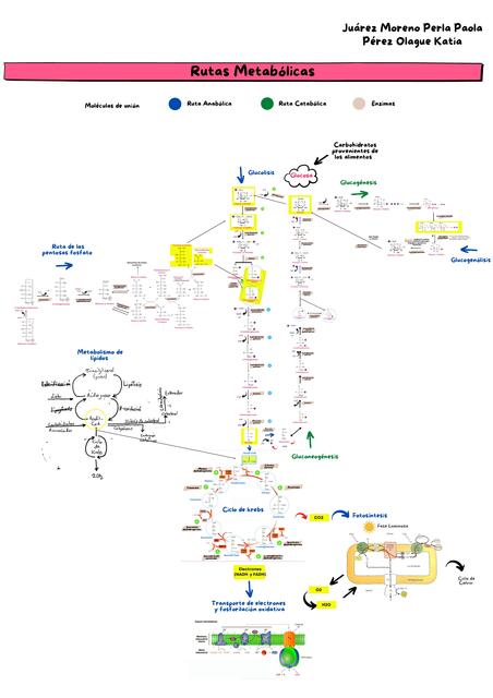 Rutas Metabólicas Integración | ines | uDocz