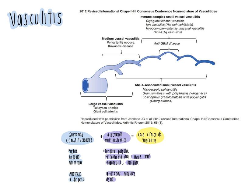 Vasculitis | Josefa (@jomedstudent) | uDocz