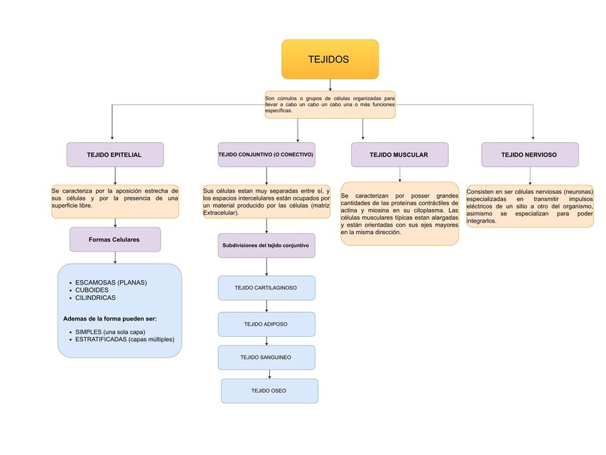 TEJIDOS MAPA | Josué Contreras | uDocz