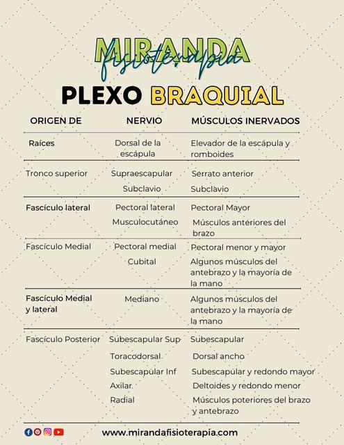Resumen Plexo braquial | Miranda Fisioterapia | uDocz