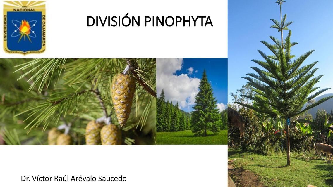 DIVISIÓN Pinophyta y MAGNOLIOPHYTA | Junior Paisig | uDocz
