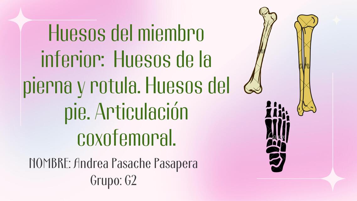 Huesos de la pierna y rotula. Huesos del pie. Articulación coxofemoral ...