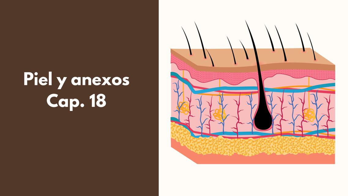 Piel y anexos | Yukari | uDocz