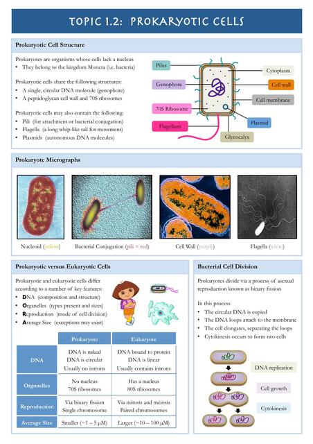 1 2 Prokaryotic Cells | Keila Camila | uDocz