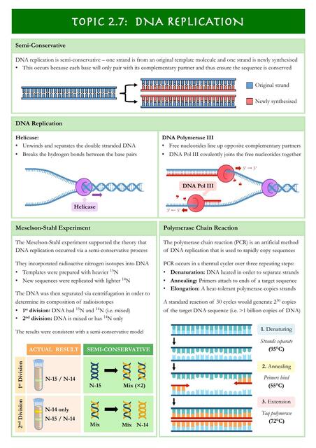 2 7 DNA Replication 1 | Keila Camila | uDocz