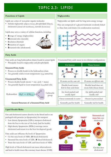 2 3 Lipids | Keila Camila | uDocz