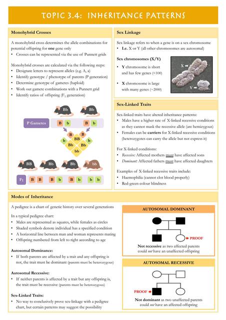 3 4 Inheritance Patterns | Siena Echeverry | uDocz