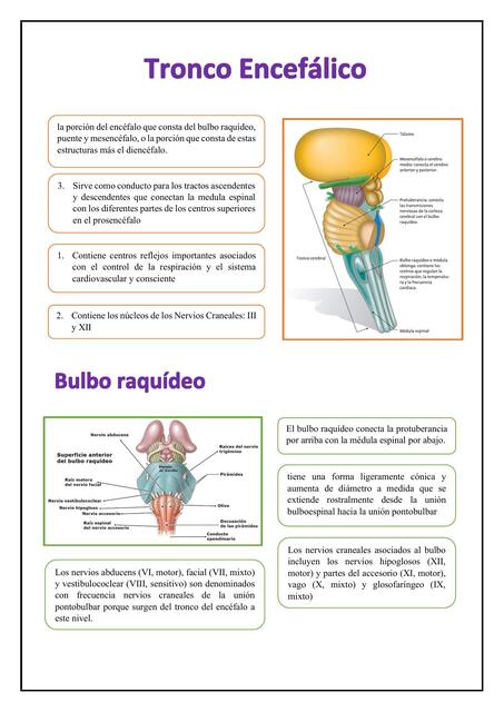 Tronco encefalico | Linda | uDocz
