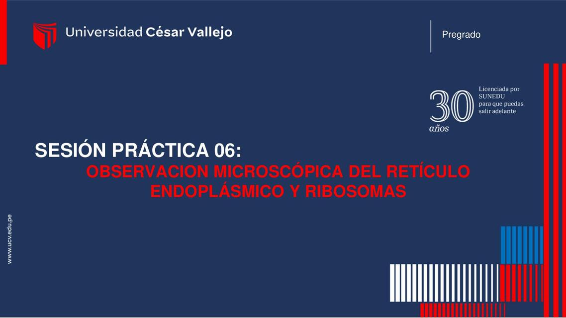 Sesión Práctica 7 RER REL y Ribosomas Sistema de E | Niurka Medic | uDocz