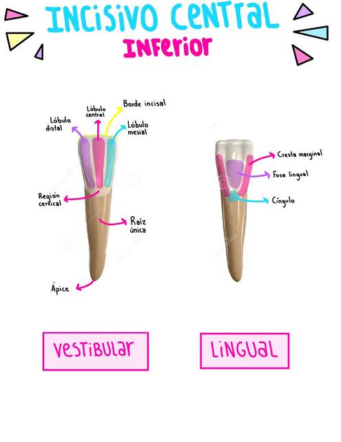 Anatomía Incisivo Central Inferior | Consu Odonto :) | uDocz