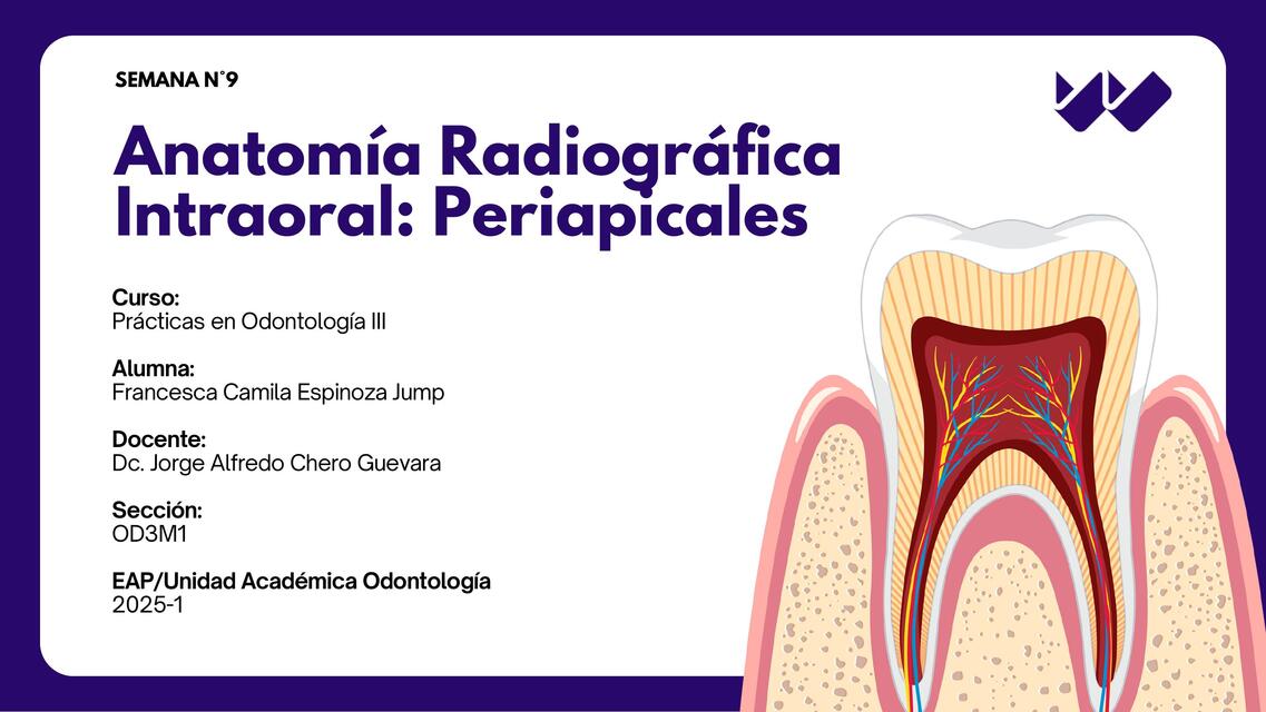 Anatomía Radiográfica Intraoral - Periapicales | Fran Espinoza ️ | uDocz