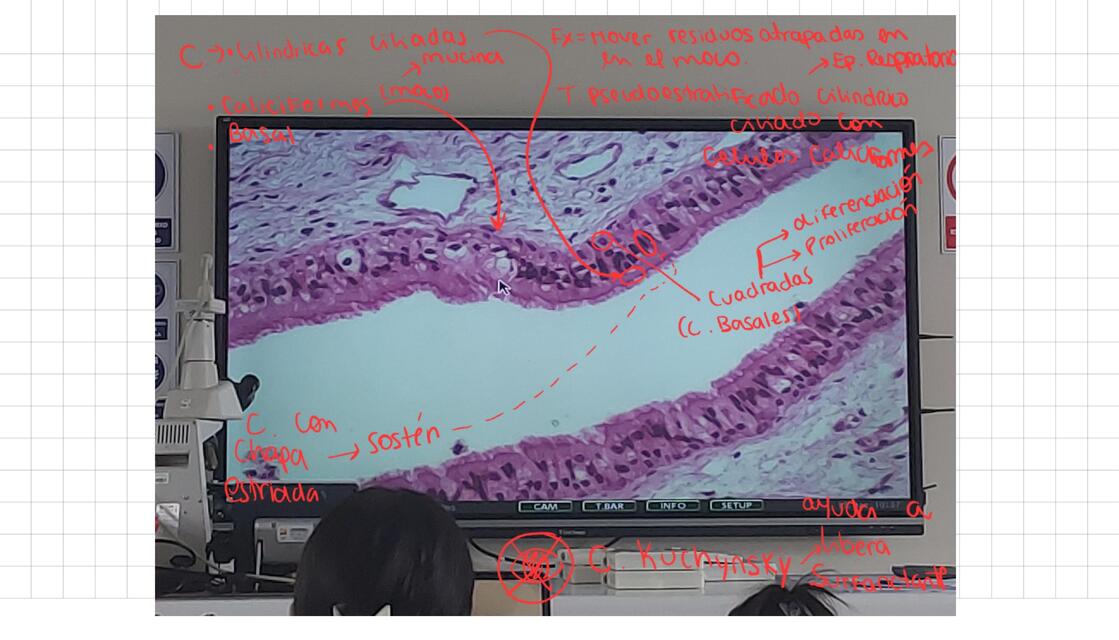 SISTEMA RESPIRATORIO 1 | ALBITAH | uDocz