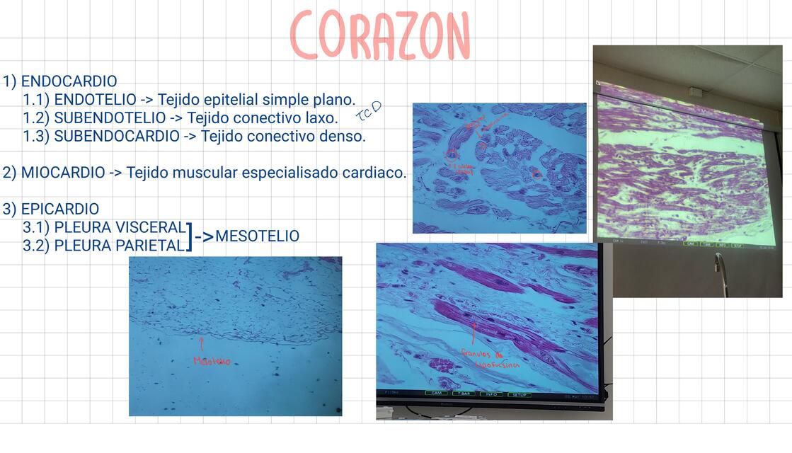 CORAZÓN | ALBITAH | uDocz