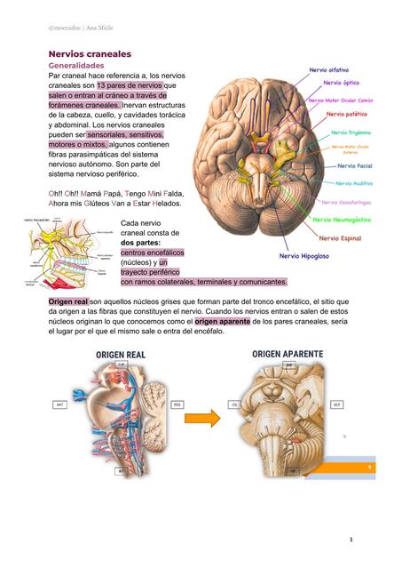 Nervios Craneales CyD | Ana | uDocz