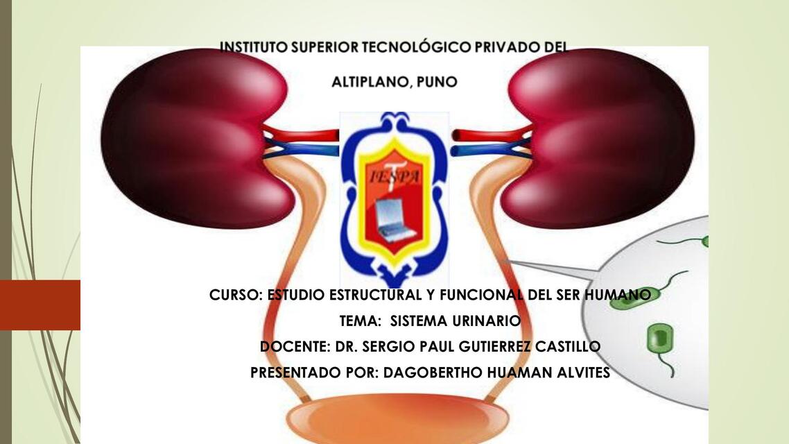 SISTEMA URINARIO | Candelaria | uDocz