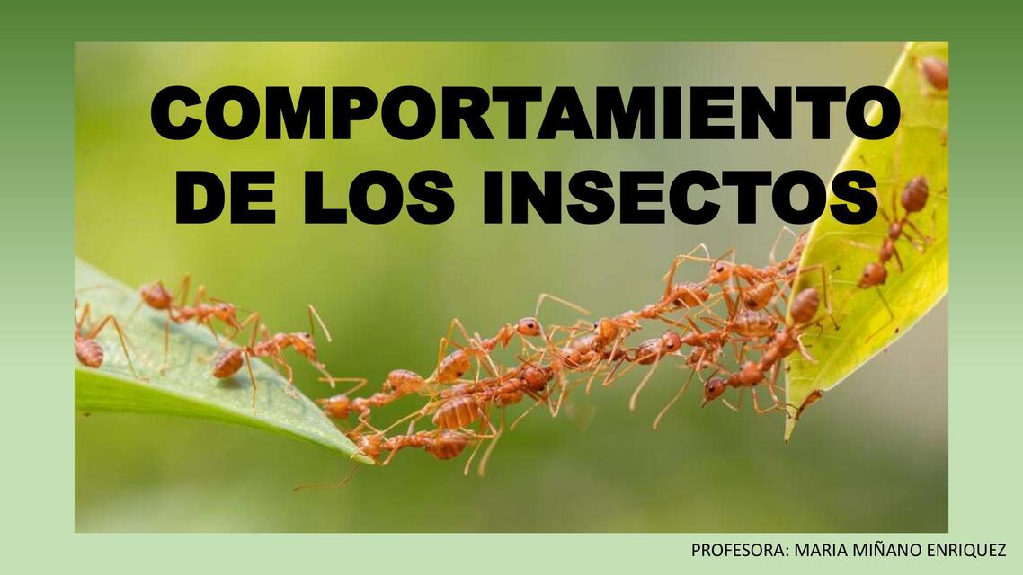 Sesión N7 COMPORTAMIENTO DE INSECTOS PPT | Alondra | uDocz