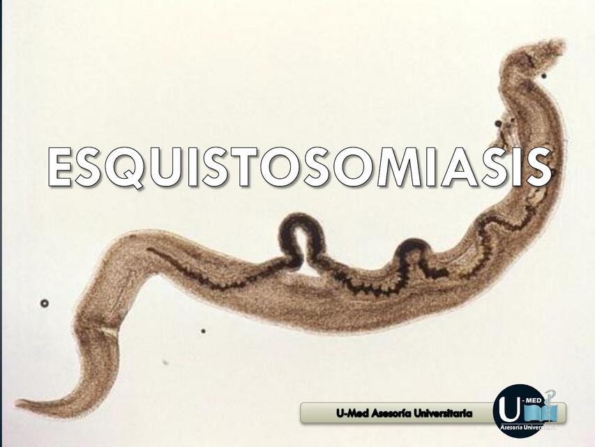 esquistosomiasis-jazmin-tatiana-tantani-mayta-udocz