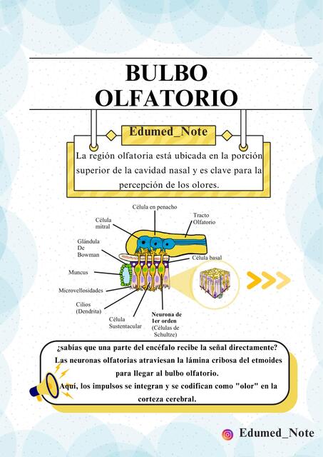 Bulbo olfatorio | EduMed_Note | uDocz