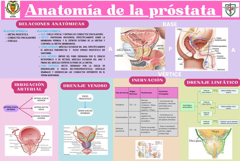 anatomía de la próstata | Nicole | uDocz