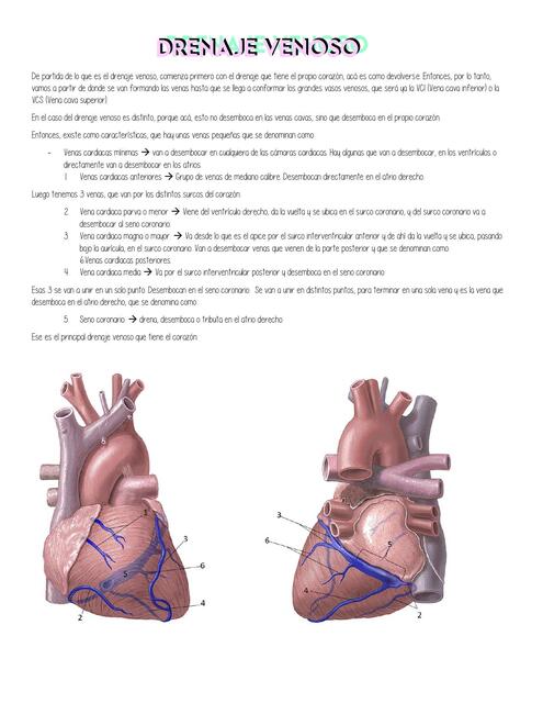Drenaje venoso | Violeta Ogalde | uDocz