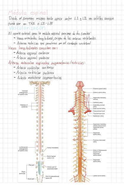 Médula espinal | Kevin Xobin | uDocz