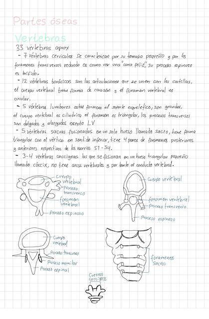 Región Dorsal Anato | Kevin Xobin | uDocz