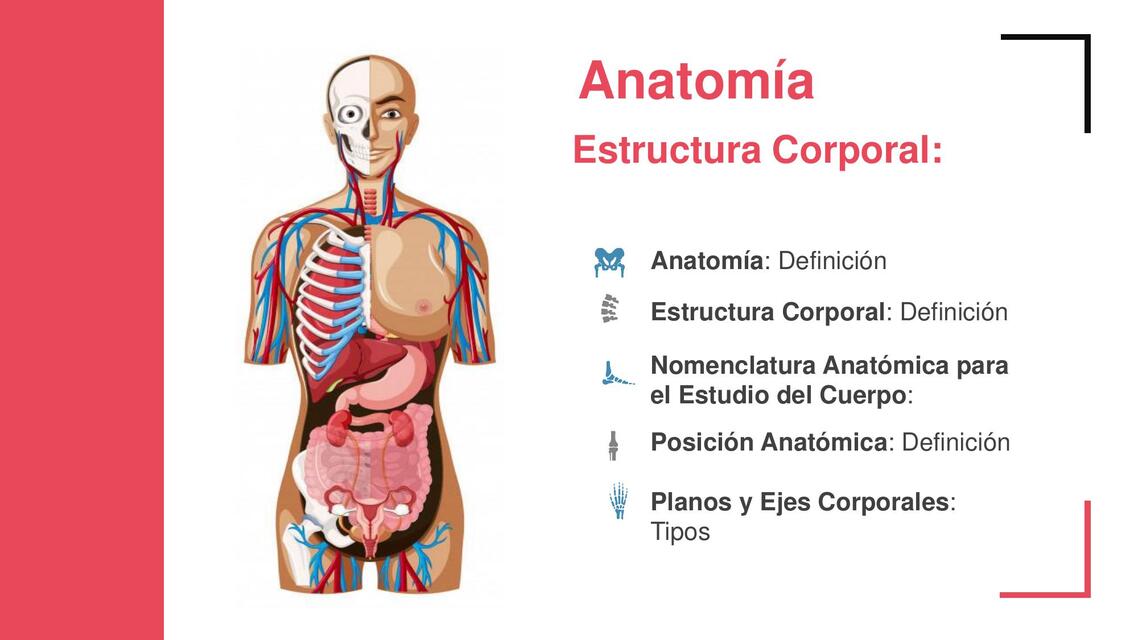 Anatomia 1 1 | Josephin Yance | uDocz