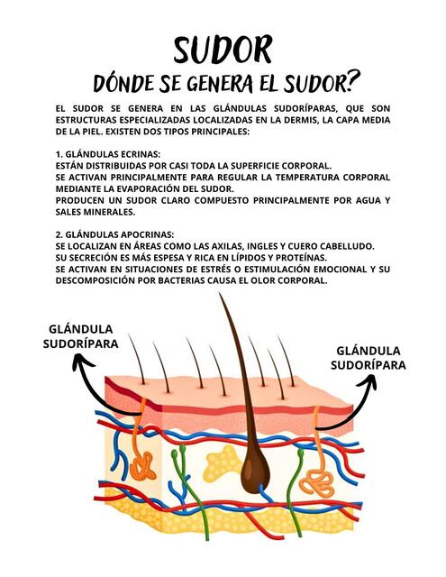 El sudor | Bruno | uDocz