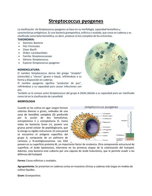 Streptococcus pyogenes | Leandro Emanuel | uDocz