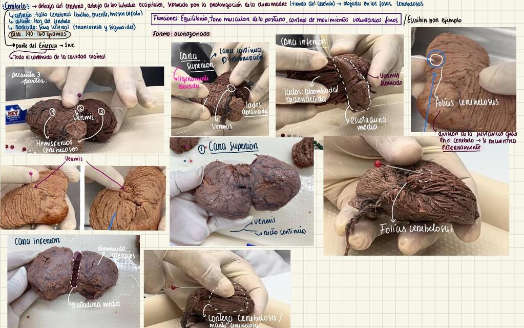 cerebelo anatomía | Alejandra Sernaque Herrera | uDocz