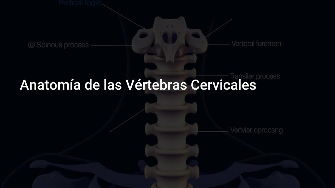 Anatomia de las Vertebras Cervicales | Majo | uDocz