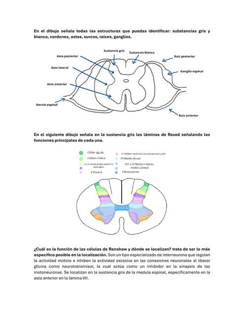 Neuro taller | Felix Ayala | uDocz
