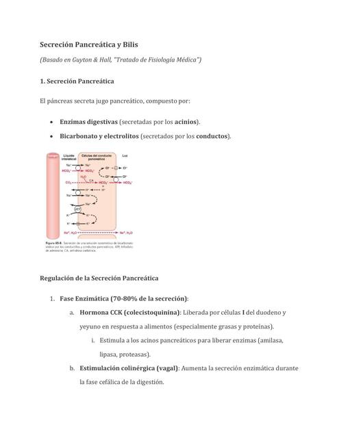 Flashcards de secrecion pancreatica y bilis guyton | Por Junior Torres | uDocz