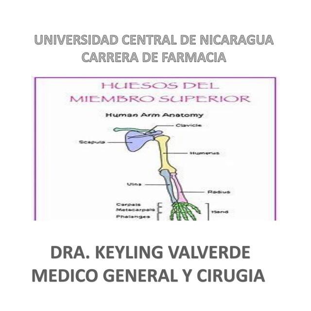 HUESOS DEL MIEMBRO SUPERIOR | Yurima Alizaga | uDocz
