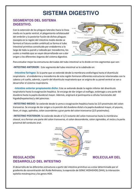 INFO DE SISTEMA DIGESTIVO 1 | Juan diego | uDocz