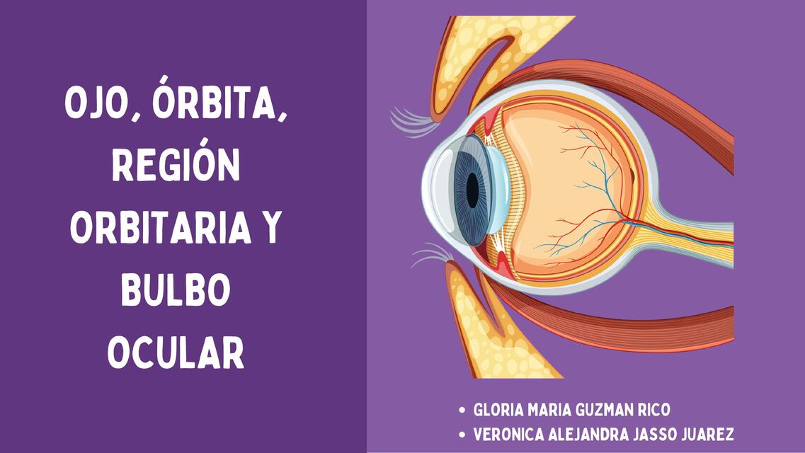 ojo anato | Alejandra | uDocz