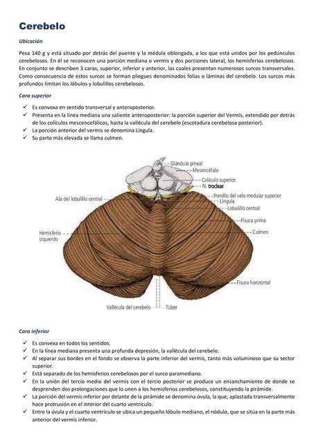 Cerebelo | Sofía | uDocz