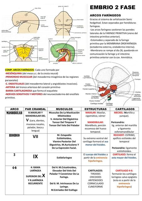 EMBRIO 2 FASE | Anapaula Talavera | uDocz