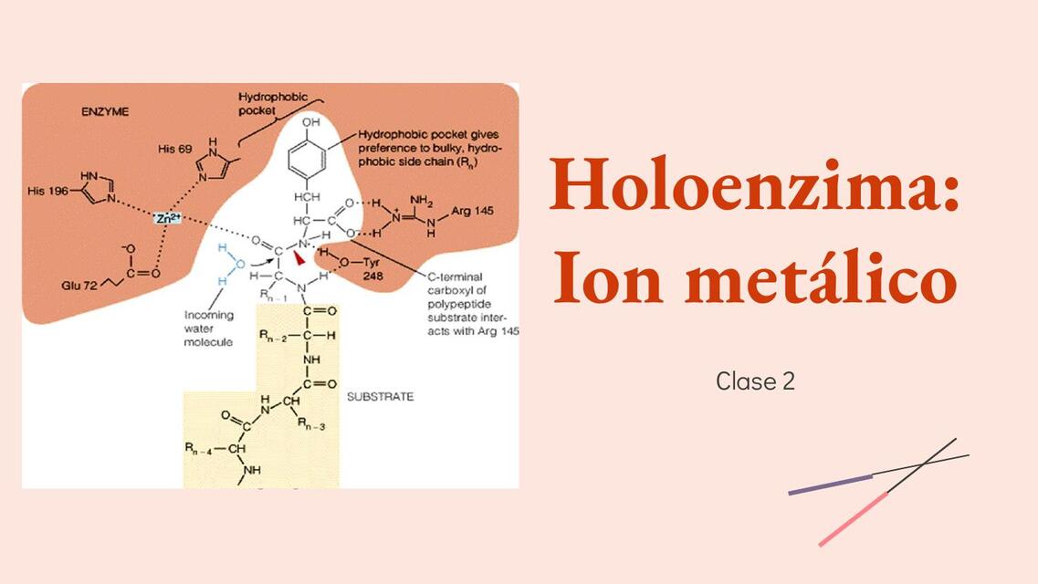 HOLOENZIMA CLASE 2 | Bio Notes | uDocz