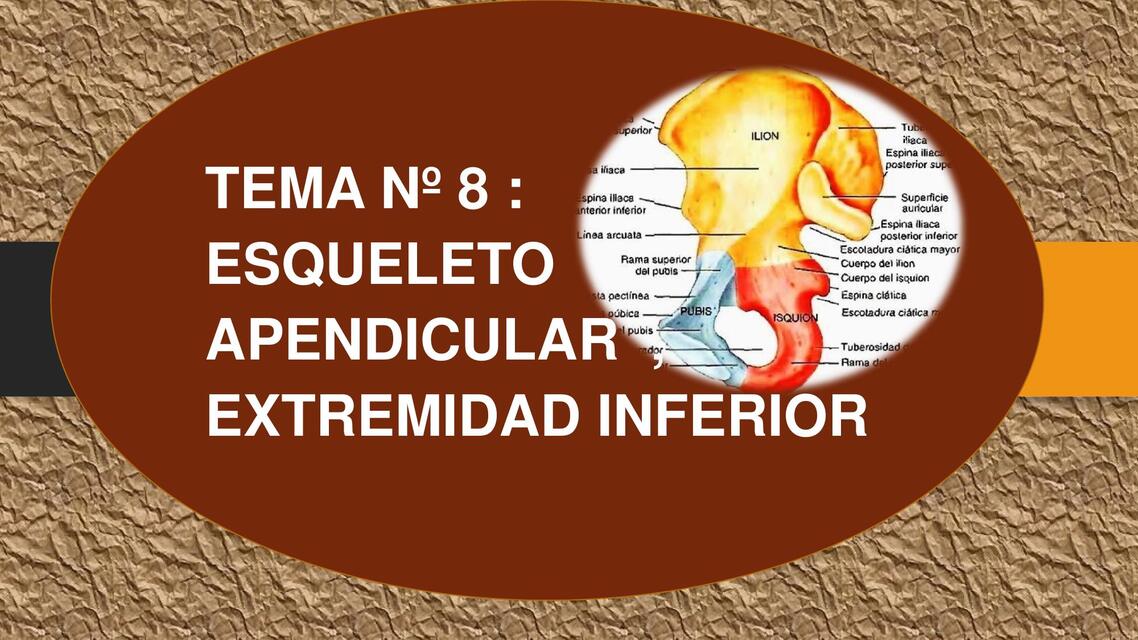 TEMA 8 | Sofia | uDocz