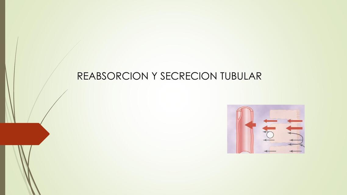 Reabsorción y secreción tubular CAP 28 | APUNTES MED I | uDocz