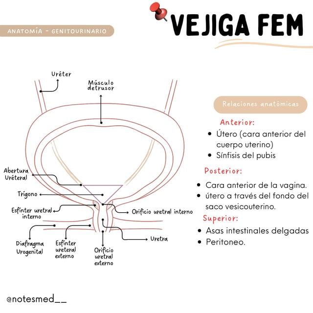 VEJIGA FEMENINA Y MASCULINA ANATOMÍA | Notes Med | uDocz