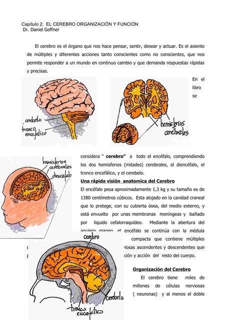 Neuro anatomía | uDocz